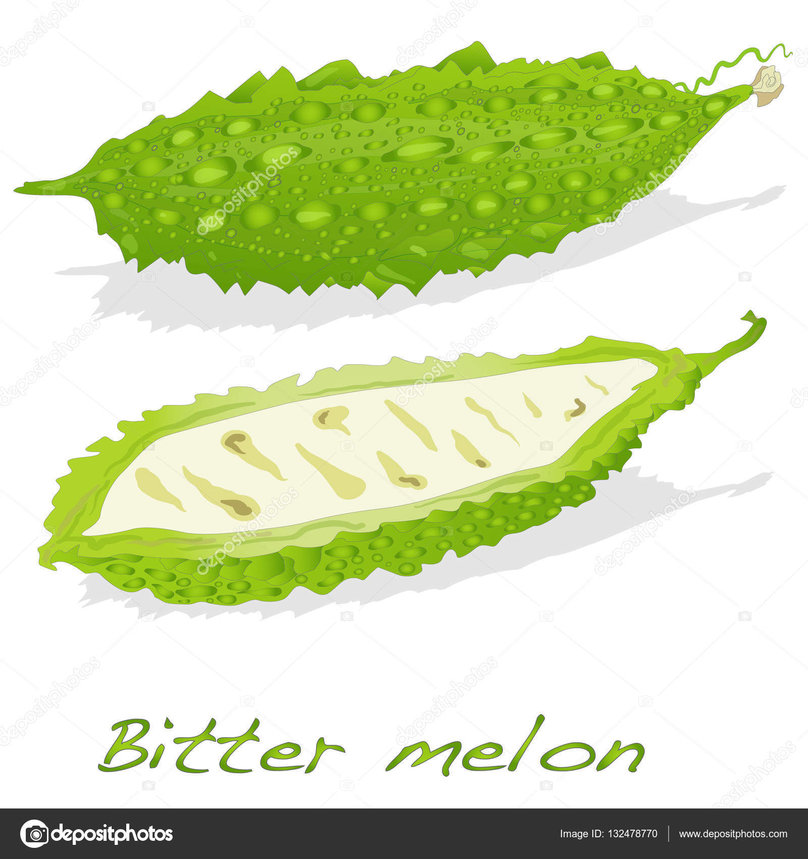 Bitter melon isolated Stock Vector Image by ©alekseyk1975 #132478770