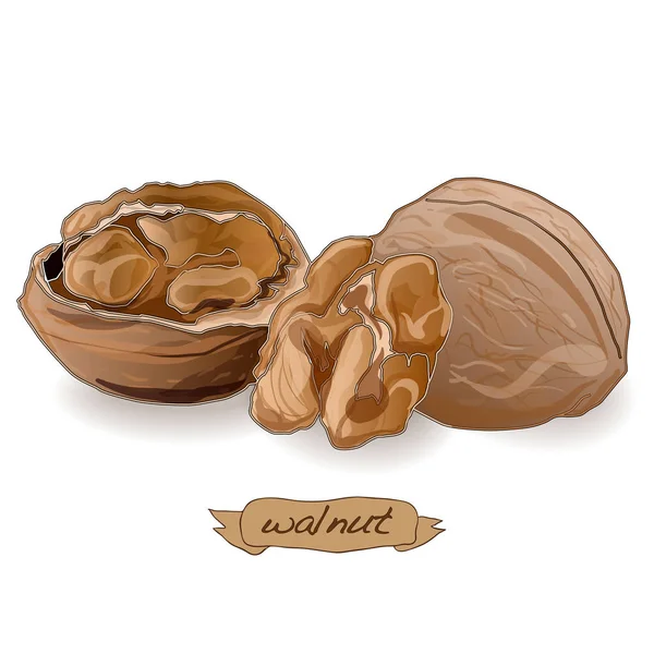 Dibujos Animados De Nuez