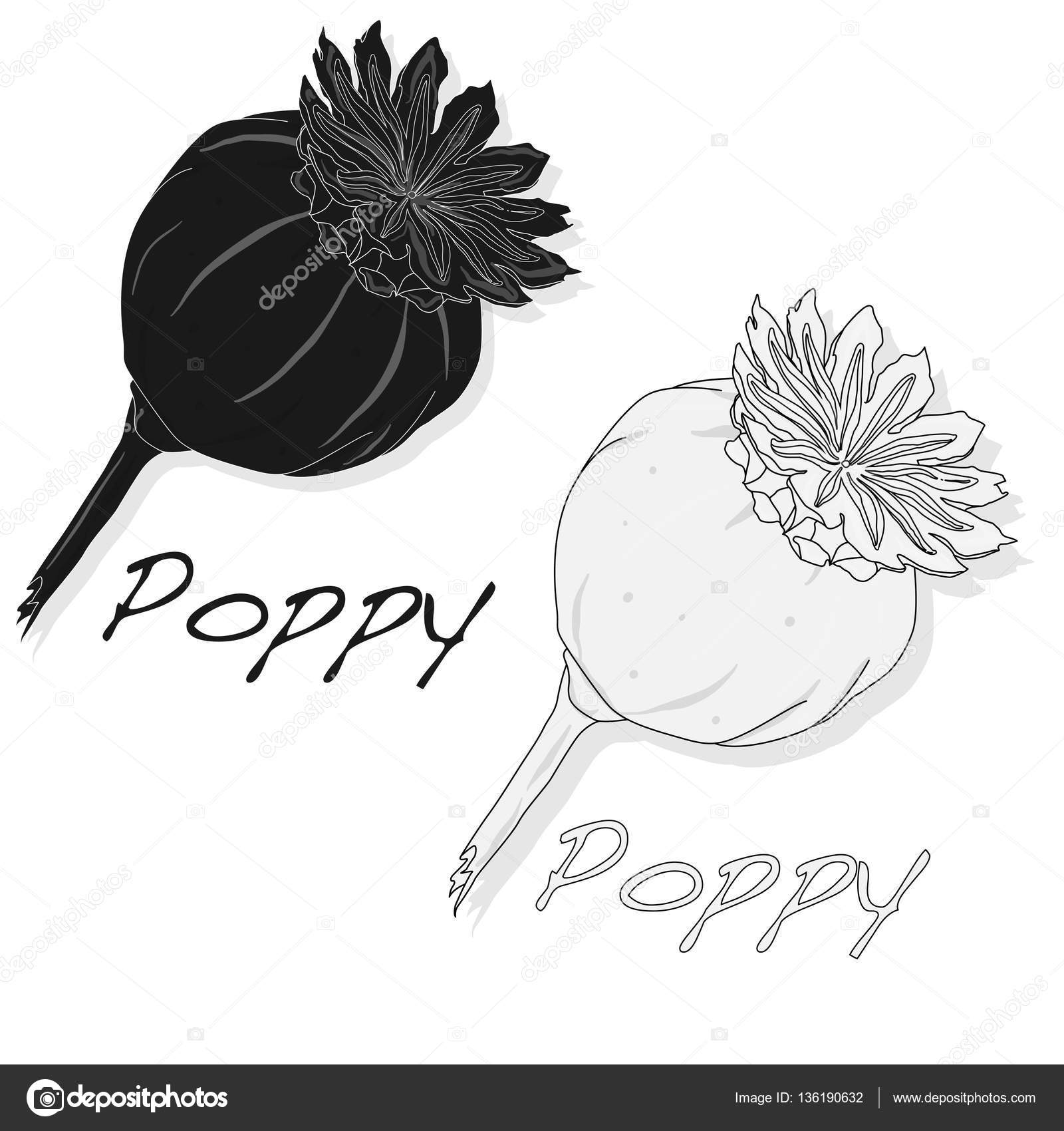 Dried poppy head vector Stock Vector Image by ©alekseyk1975 #136190632