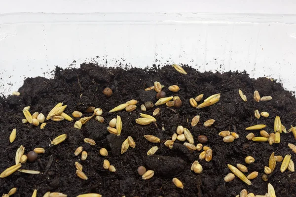 Sowing seed Stock Photos, Royalty Free Sowing seed Images | Depositphotos