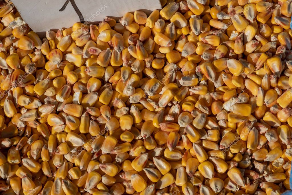 Grano de maíz amarillo en una caja. Vendiendo cultivos en el mercado ...