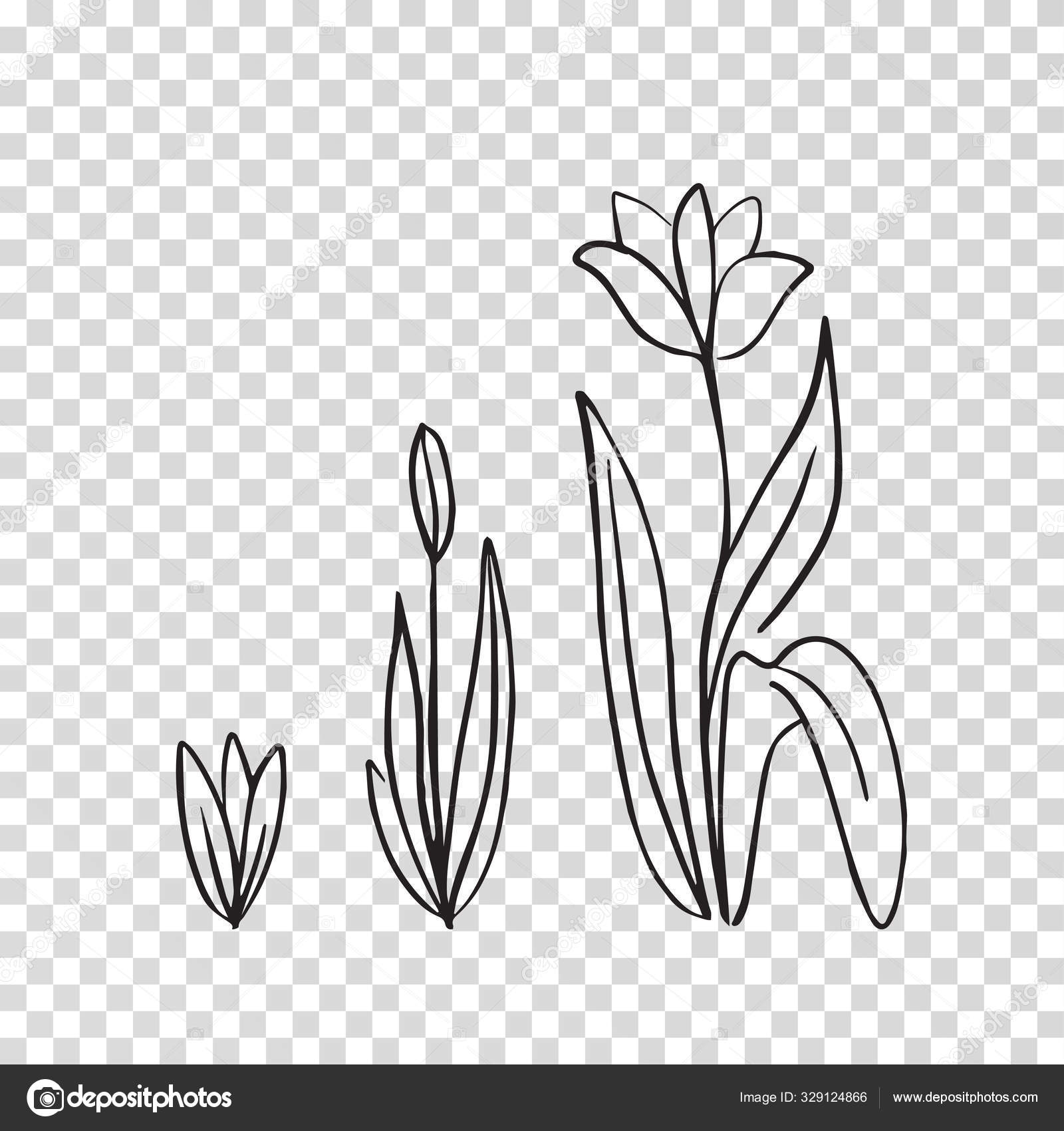 Growth Of A Flower Sketch