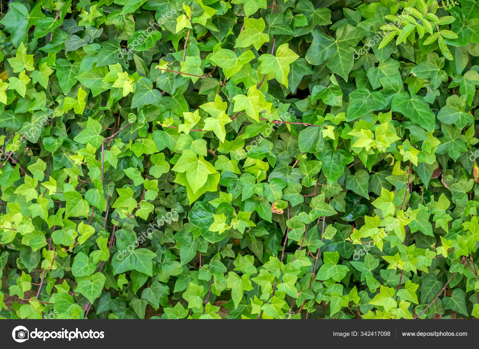 Creeping Ivy Bushes Form Hedge Texture Leaves Stock Photo by ©Tatil ...