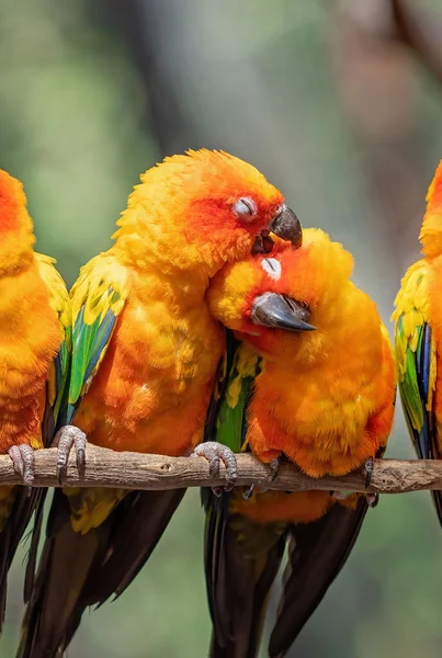 Primer plano Dos loro de Conure del sol encaramado en rama aislado en ...