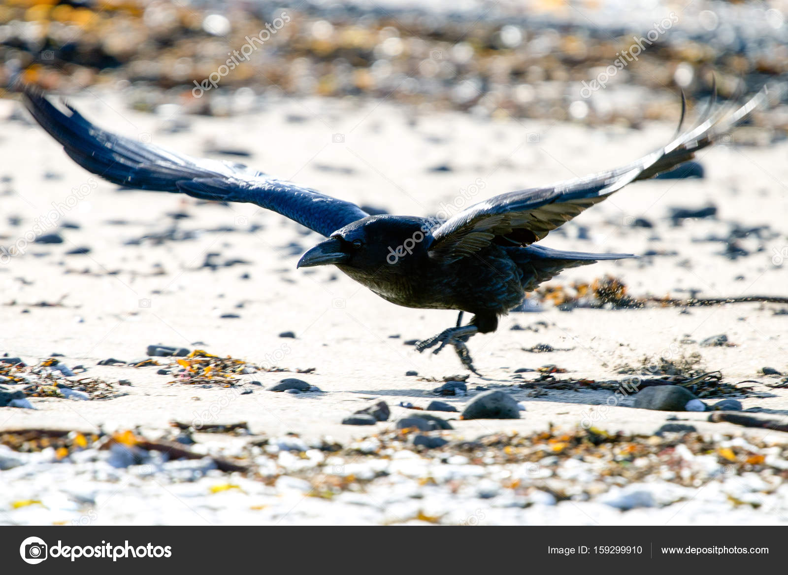 Raven Iceland Faeroe Islands Sub Species Common Raven — Stock Photo ...