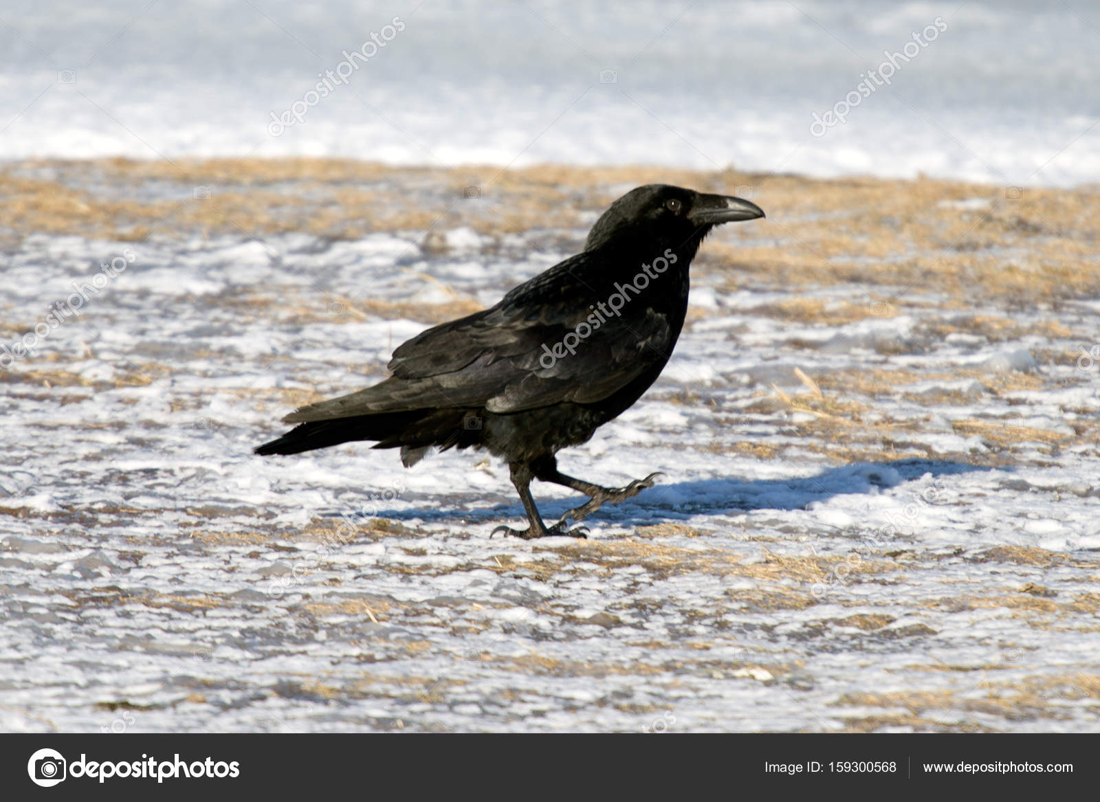 Raven Iceland Faeroe Islands Sub Species Common Raven — Stock Photo ...