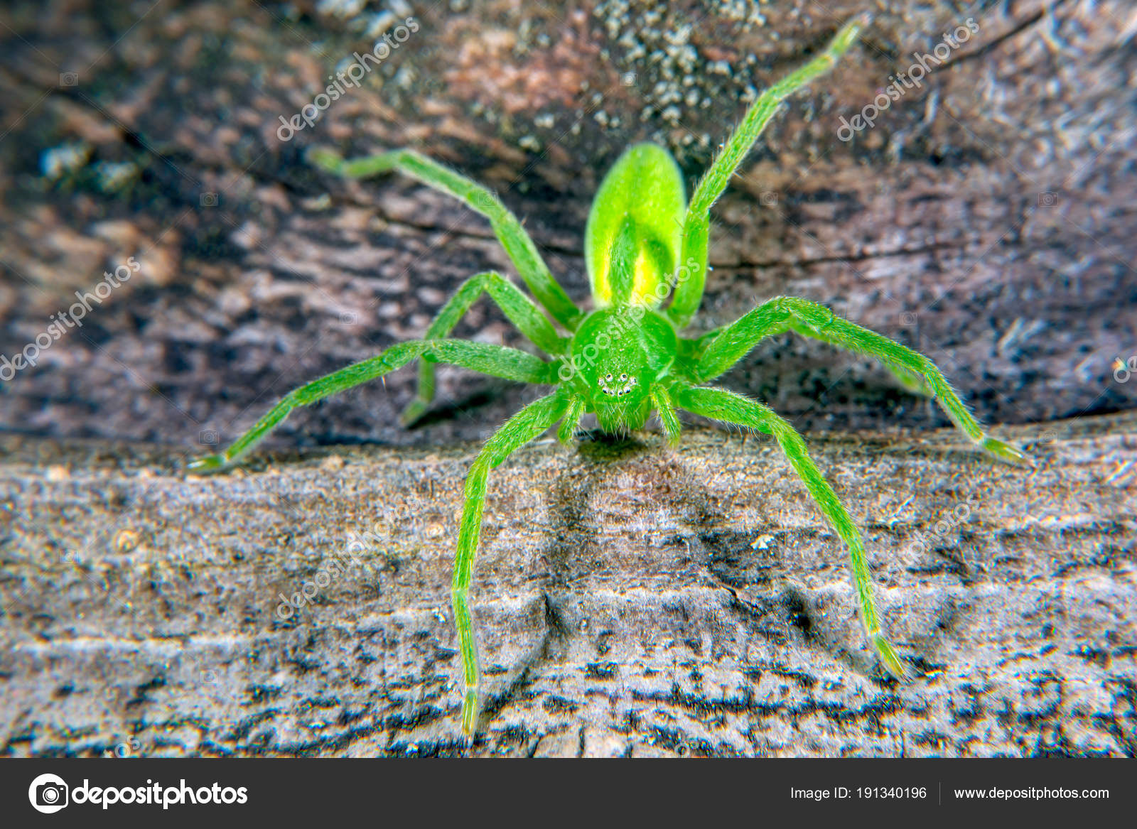 Myslivec zelený pavouk — Stock Fotografie © thomasmales #191340196