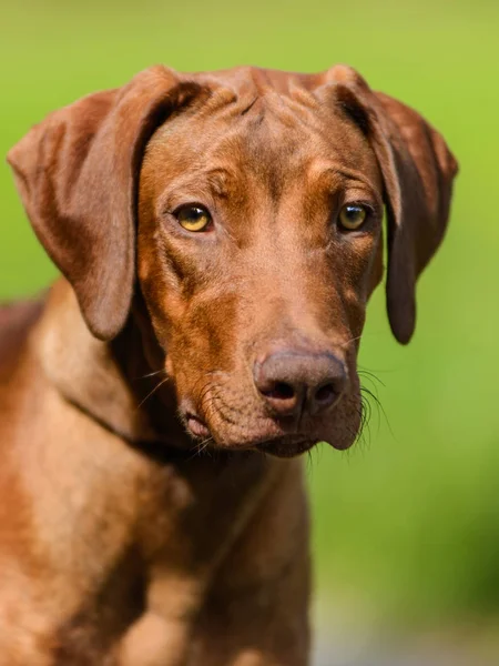 Rhodesian Ridgeback Dog Looking Strict Camera Close Portrait Spring ...