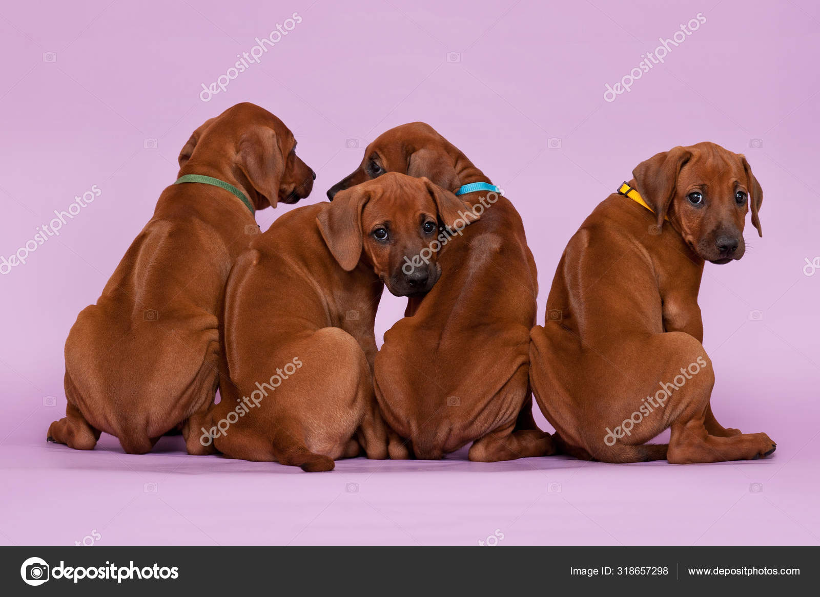 Rhodesian Ridgeback Back