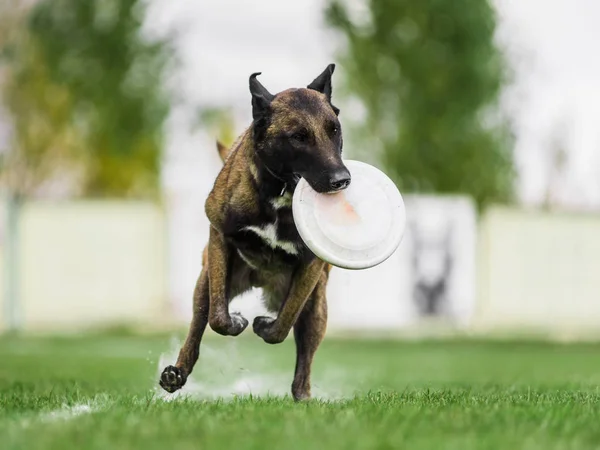 Cão de pastor belga malinois fotos de stock, imágenes de Cão de pastor ...