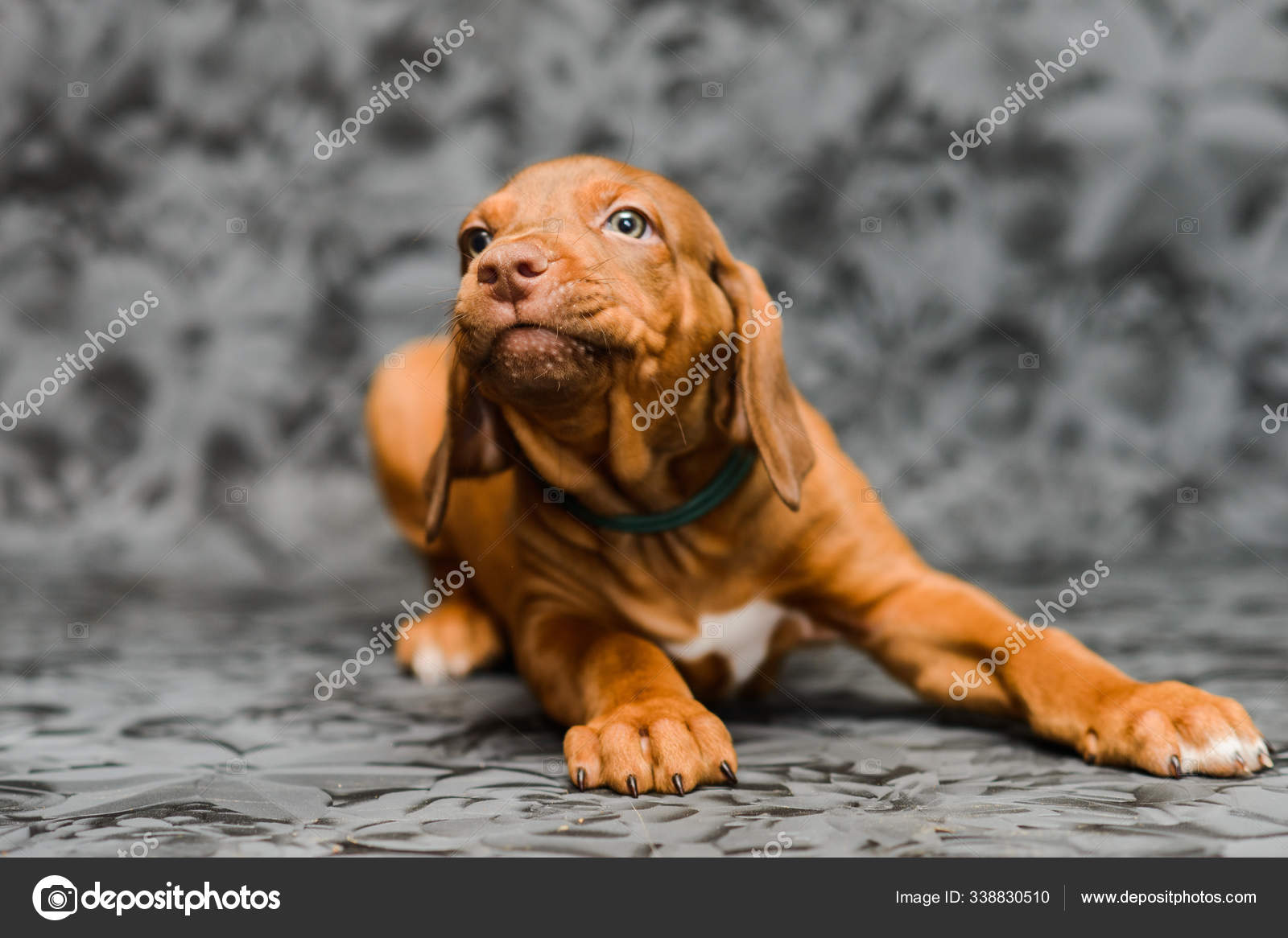 Funny face rhodesian ridgeback puppy on grey background Stock Photo by ...