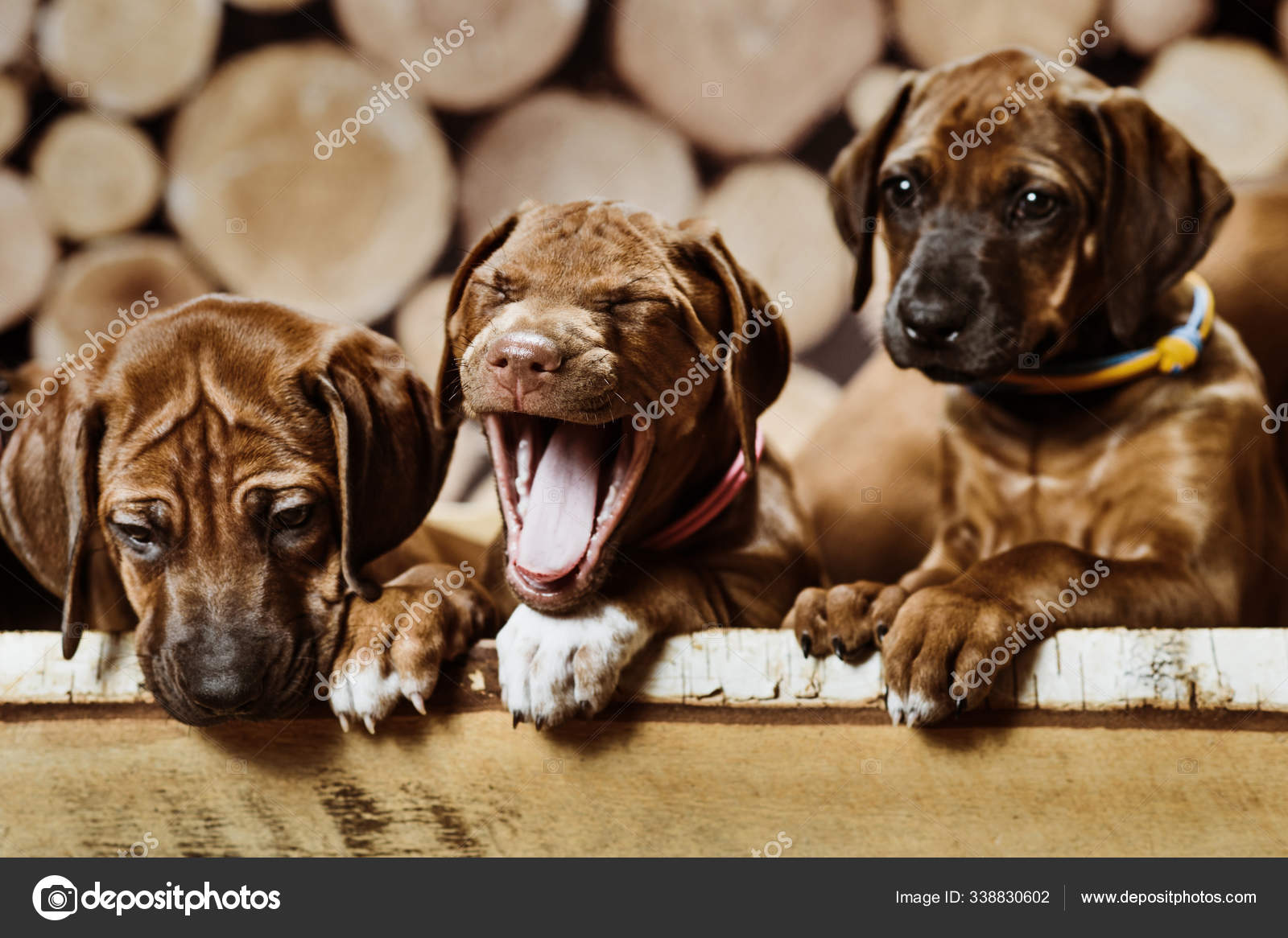 Are Phu Quoc Ridgeback Puppies Lazy