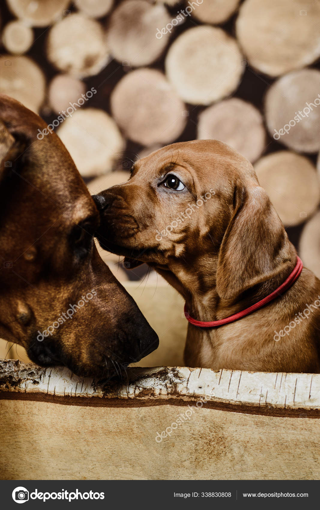 Cute rhodesian ridgeback puppy dog sitting on wooden background Stock ...