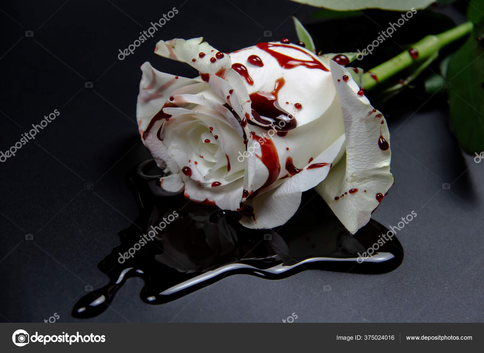 Blood Rose Background