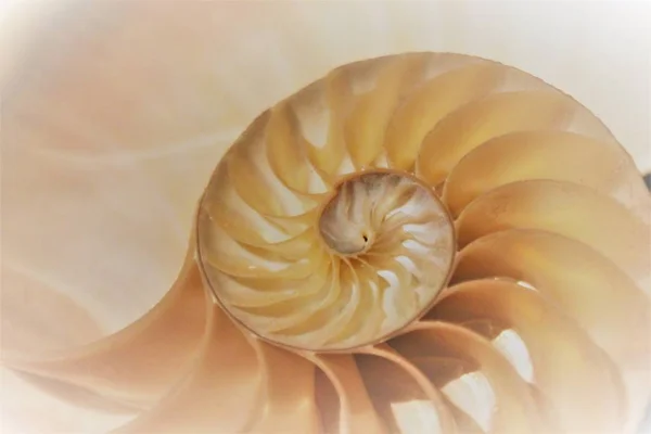 Nautilus shell Fibonacci symmetry cross section spiral structure growth ...