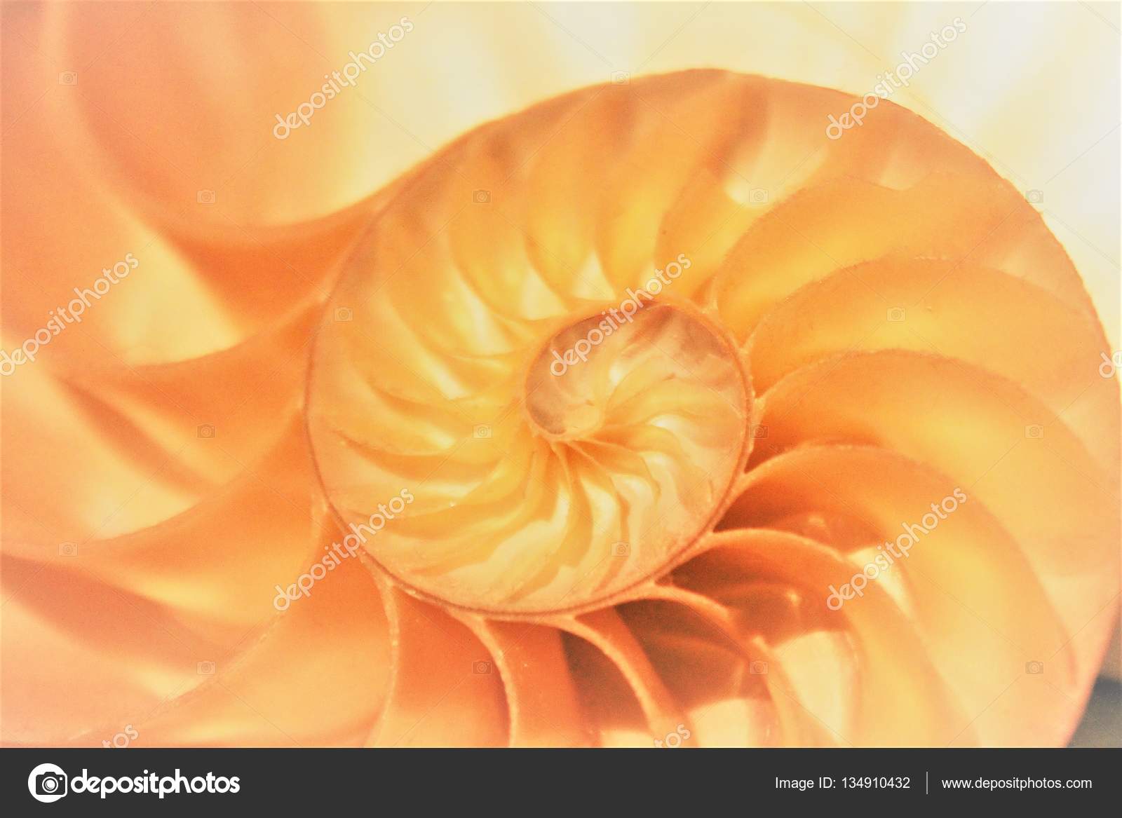 Nautilus shell spiral cross section symmetry fibonacci pattern in sea ...