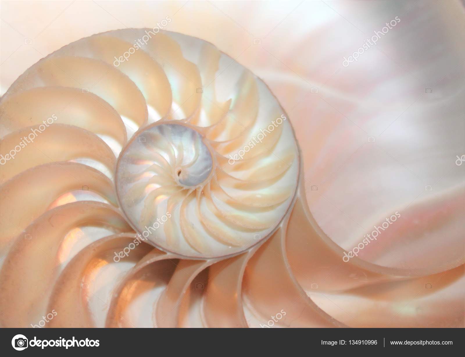Nautilus Shell Spiral Symmetry Cross Section Fibonacci Pattern In