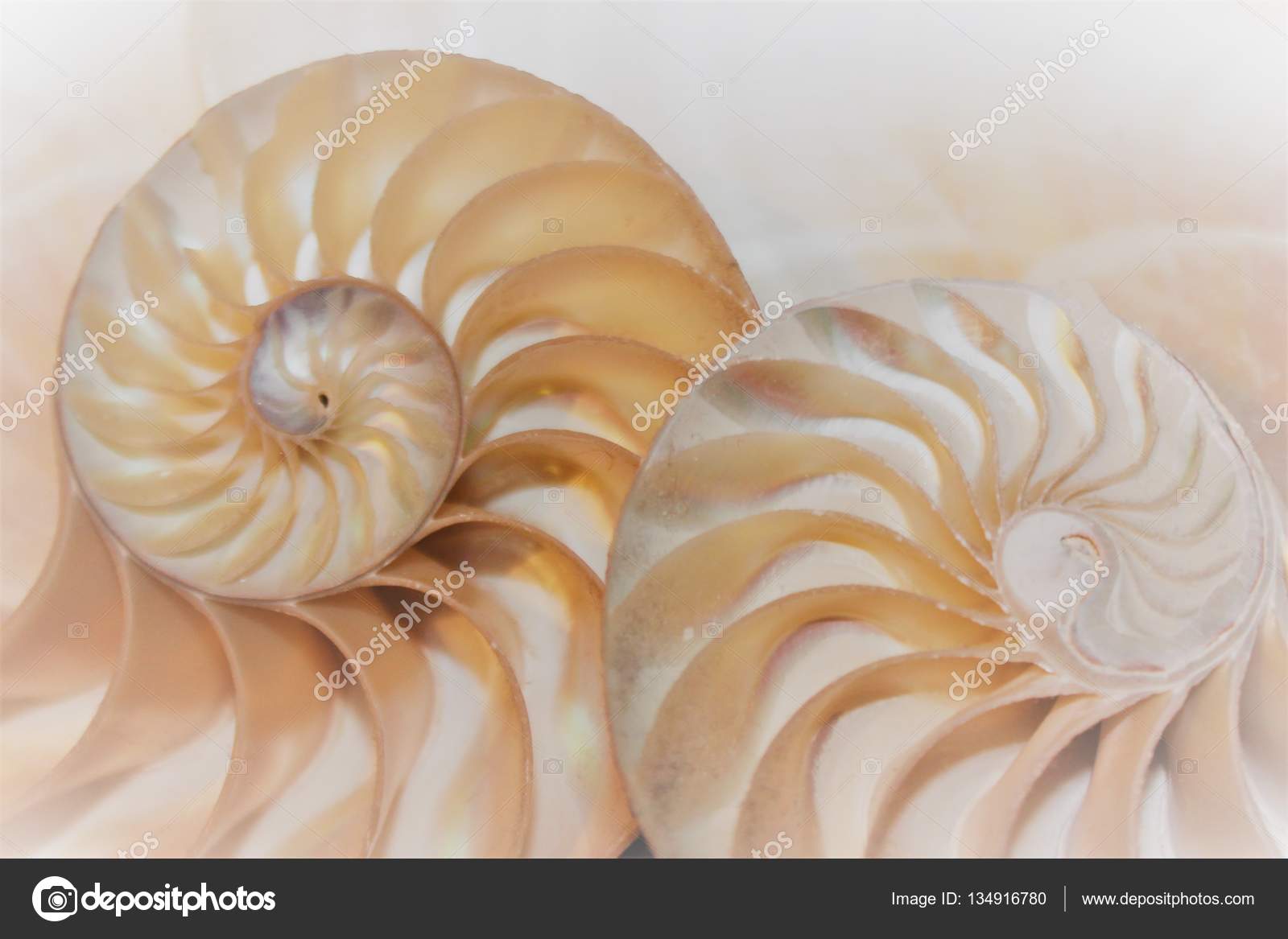 Nautilus shell spiral cross section half symmetry fibonacci nautilus ...
