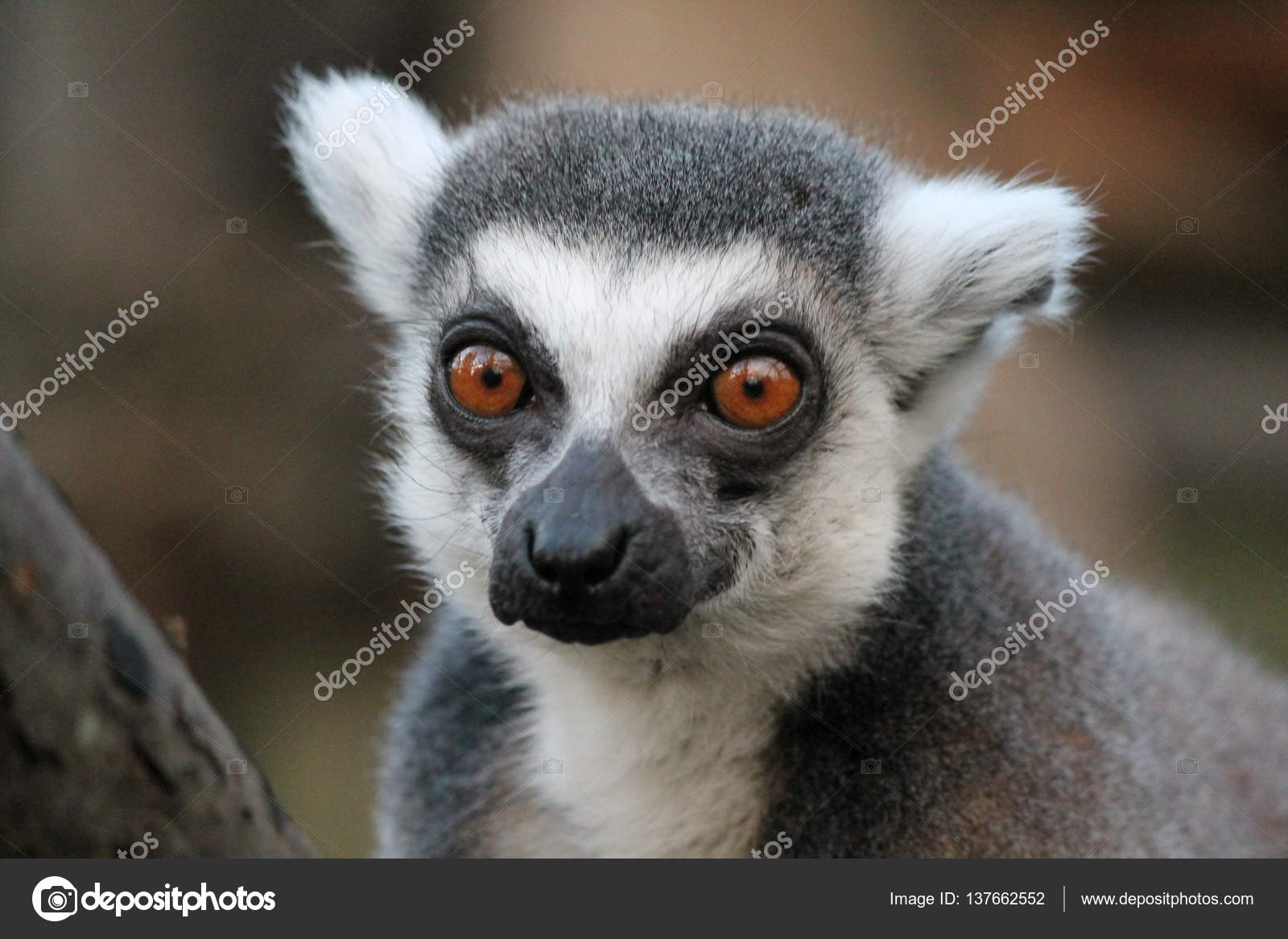 Lemur Eyes