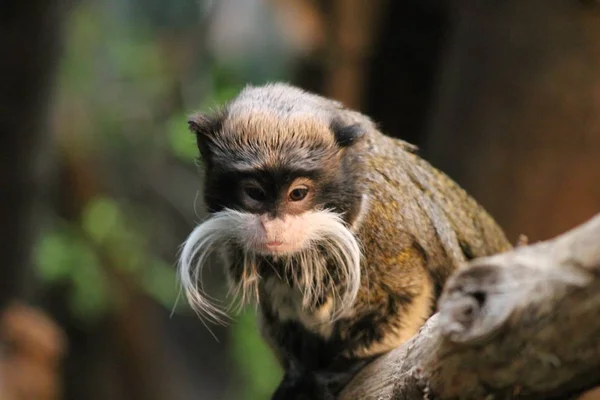 ᐈ Emperor tamarin stock pictures, Royalty Free emperor tamarin photos ...