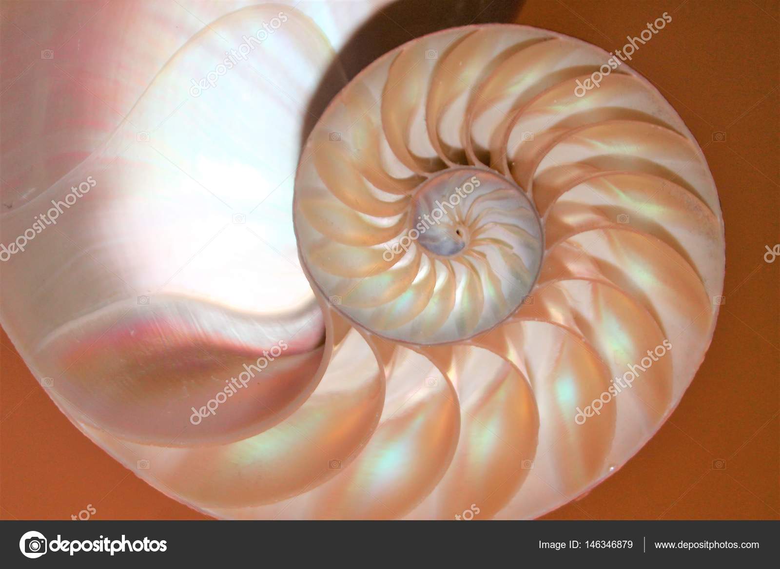 Nautilus shell Fibonacci symmetry cross section spiral structure growth ...