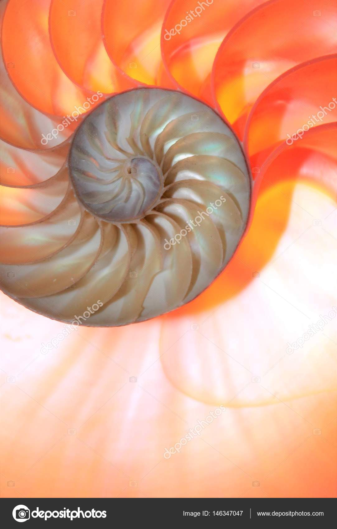 Shell nautilus pearl Fibonacci sequence symmetry cross section spiral ...