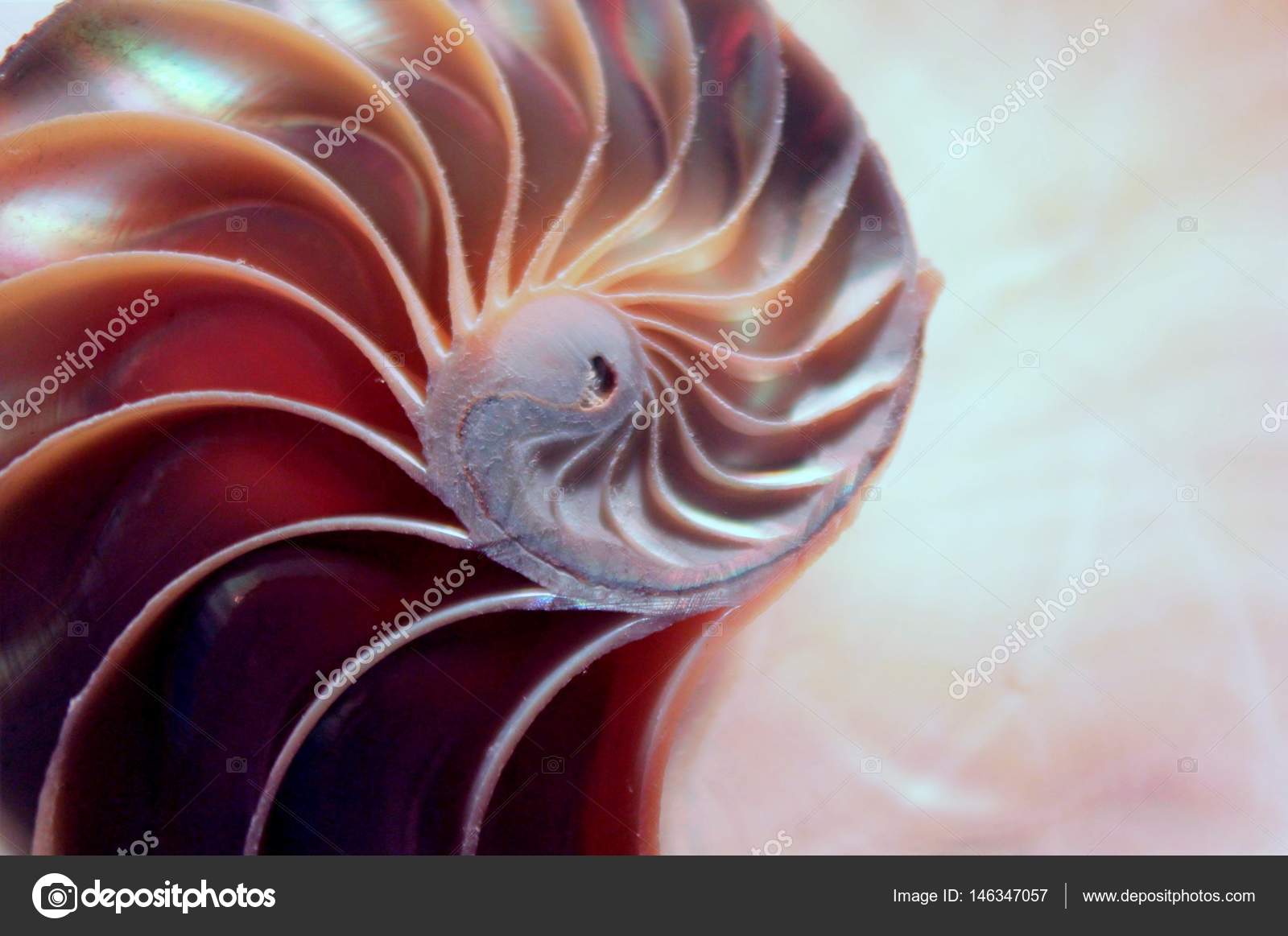 Nautilus shell symmetry Fibonacci half cross section spiral golden ...