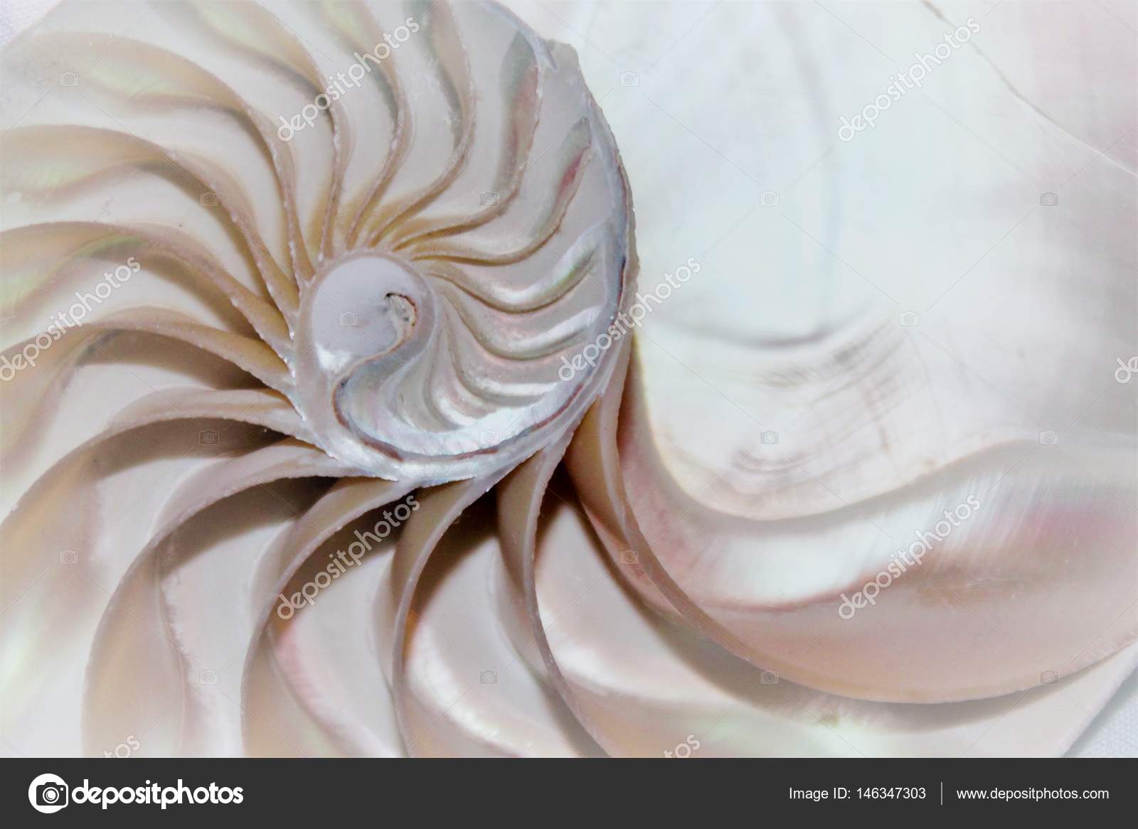 Nautilus shell symmetry Fibonacci half cross section spiral golden ...