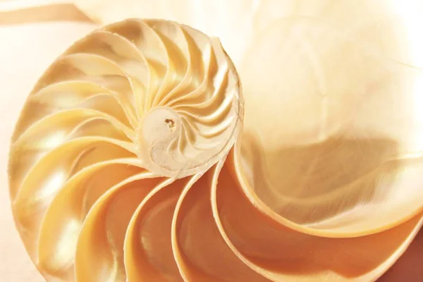 Nautilus shell Fibonacci symmetry cross section spiral structure growth ...