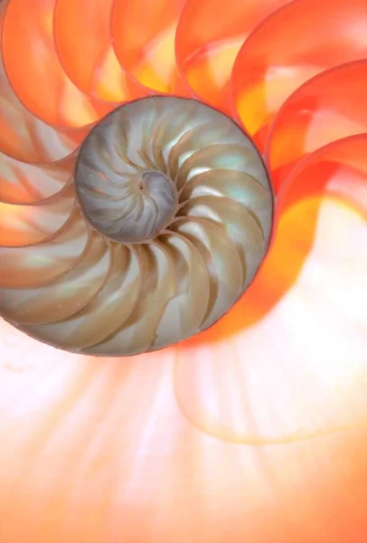 Nautilus shell Fibonacci symmetry cross section spiral structure growth ...