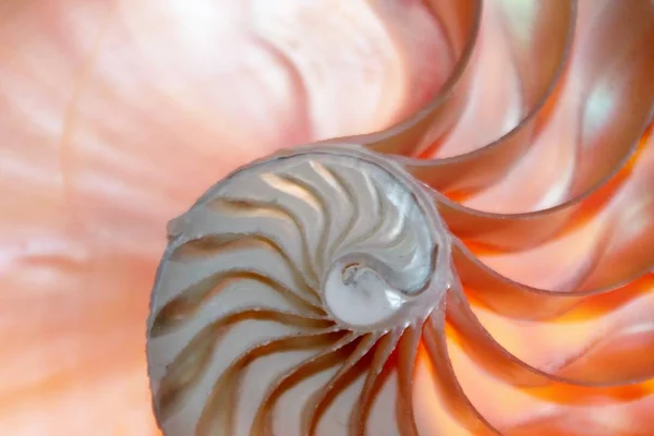 Nautilus shell Fibonacci symmetry cross section spiral structure growth ...