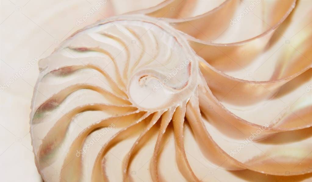 nautilus shell Fibonacci symmetry cross section spiral structure growth ...