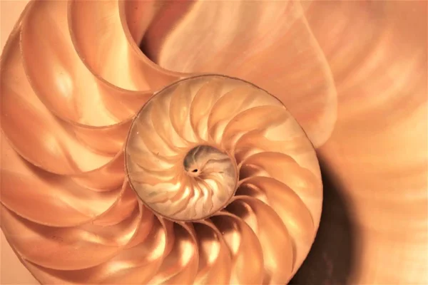 Fibonacci sequence Stock Photos, Royalty Free Fibonacci sequence Images ...