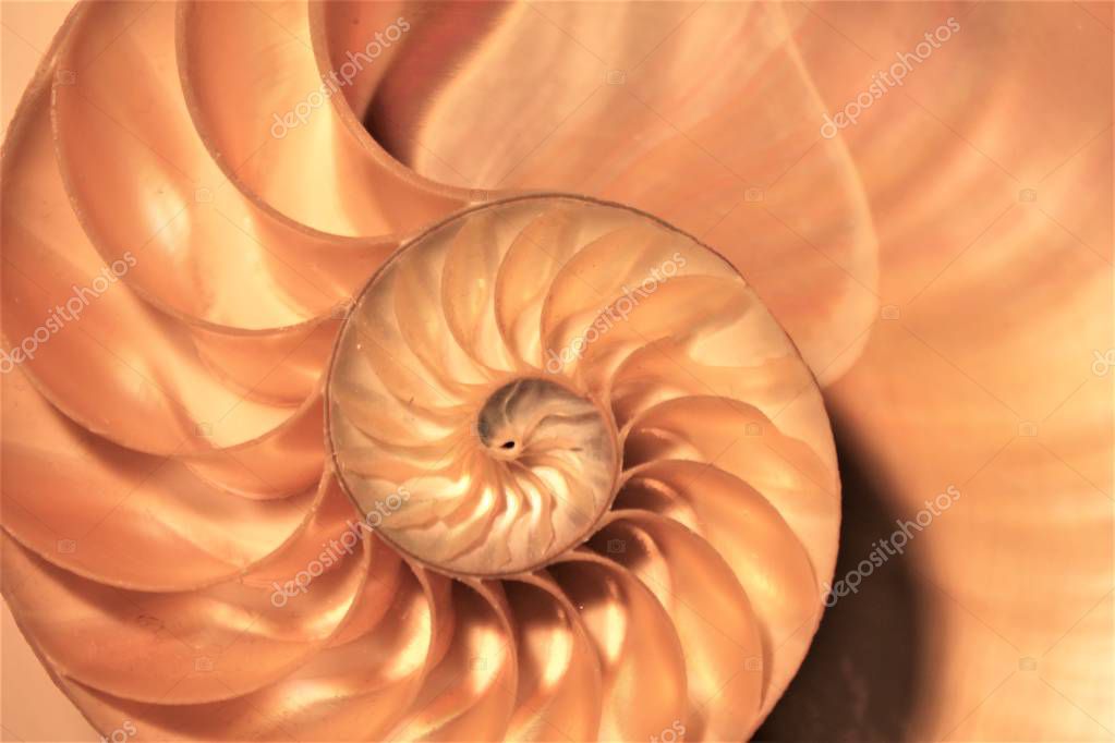 nautilus shell symmetry Fibonacci half cross section spiral golden ...