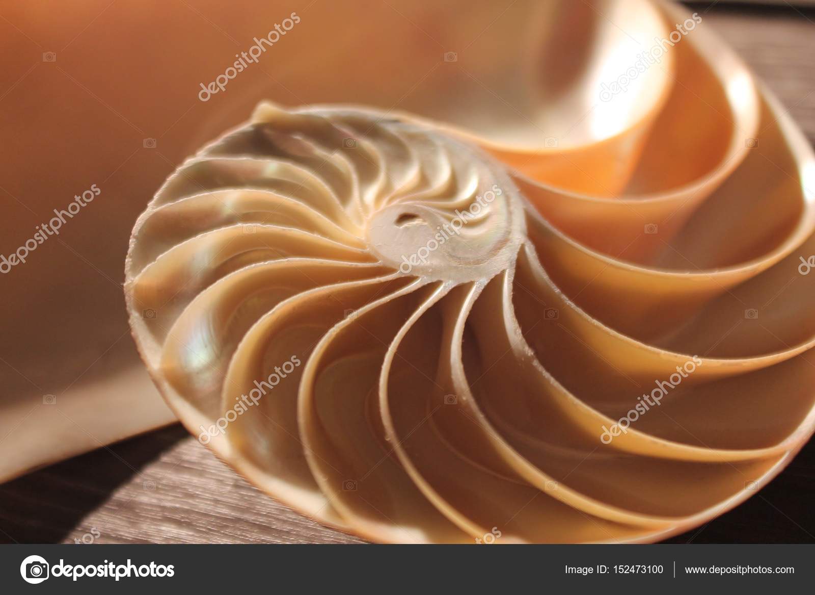 Fibonacci Spirals In Nature Wallpaper
