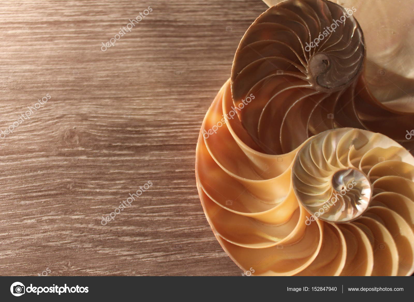 Fibonacci Shell