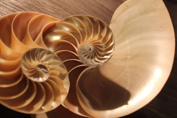 Nautilus shell Fibonacci symmetry cross section spiral structure growth ...