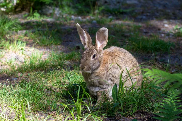 Mountain rabbit Stock Photos, Royalty Free Mountain rabbit Images ...