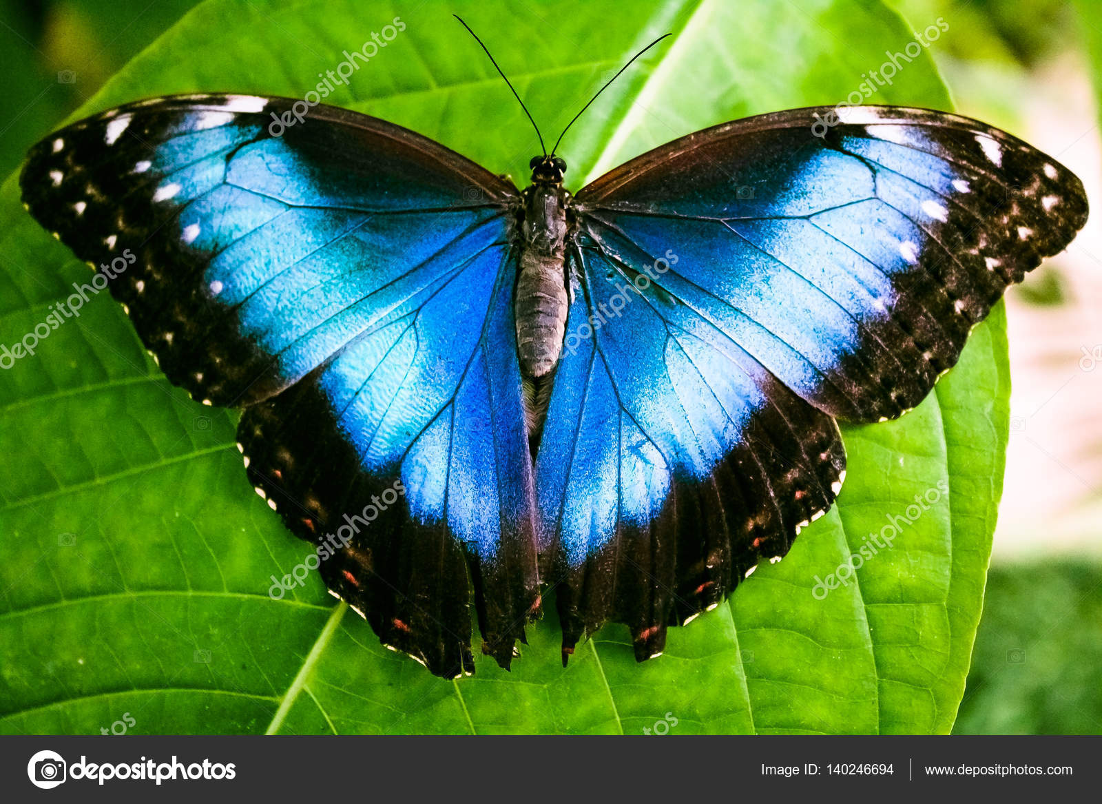 Blue Morpho Butterfly (Morpho peleides) — Stock Photo © Rometl6 #140246694