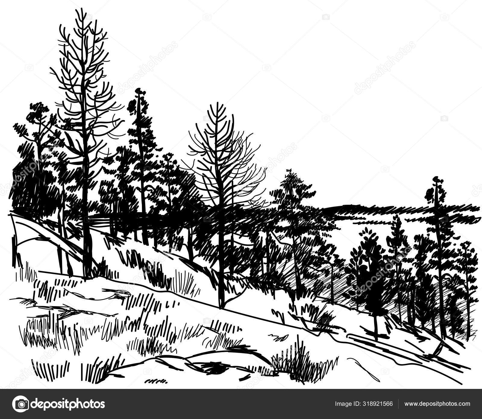 Young Forest Trees Rock Vector Freehand Drawing Engraving Stock Vector ...