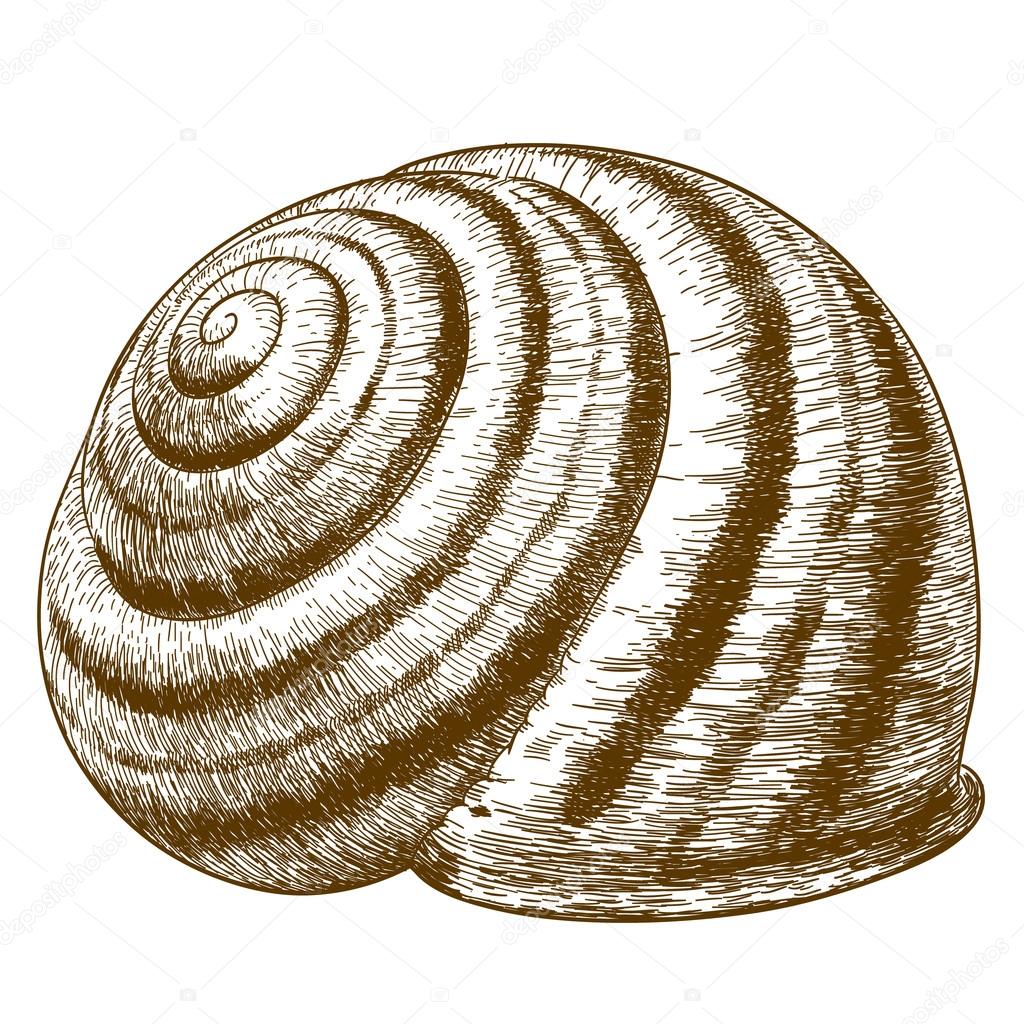 Snail Shell Sketch