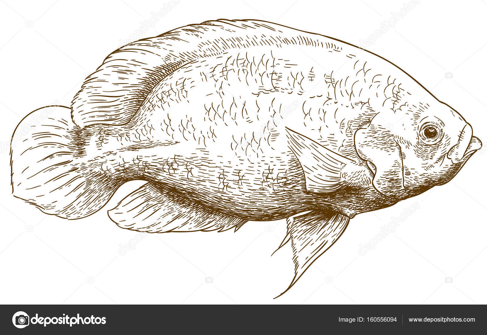 Engraving illustration of oscar fish Stock Vector Image by ...