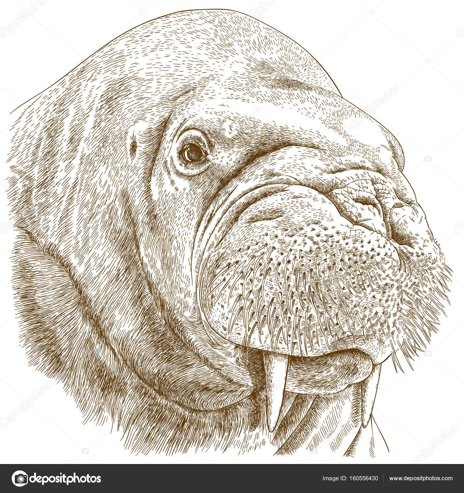 Engraving illustration of walrus head Stock Vector by ©andreyoleynik ...