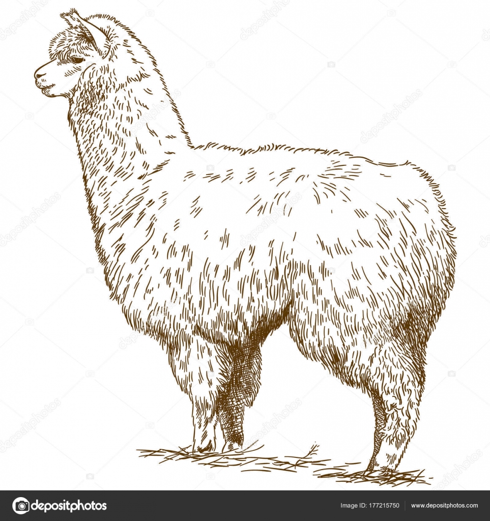 Lamaer Tegning Adam SETKOWICZ (1875 1946), „Modlący Się