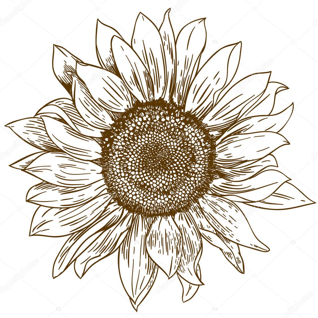 Engraving drawing illustration of big sunflower — Stock Vector ... Engraving drawing illustration of big sunflower — Stock Vector ...