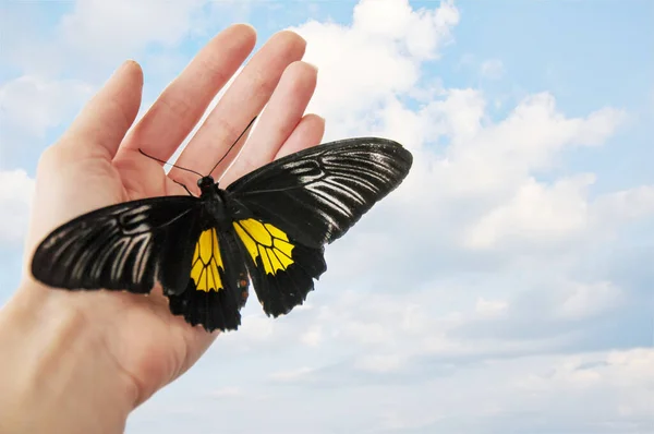 Open Hands Let Beautiful Blue Butterflies Mystical Sky Stock Photo by ...