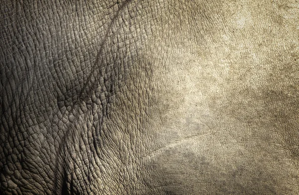 Rhino skin texture Stock Photos, Royalty Free Rhino skin texture Images ...