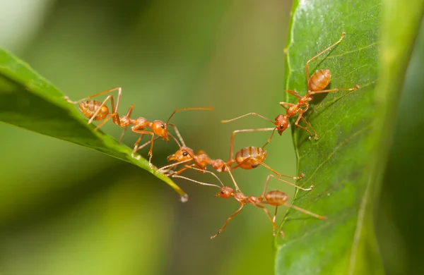Ant bridge unity Stock Photo by ©lirtlon.s@gmail.com 126664040