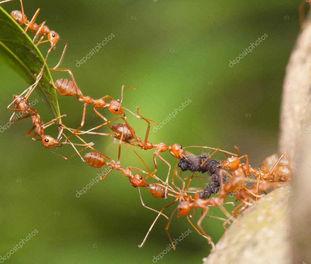 Ant bridge unity Stock Photo by ©lirtlon.s@gmail.com 126664040