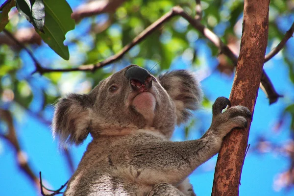 Koala buildings Stock Photos, Royalty Free Koala buildings Images ...
